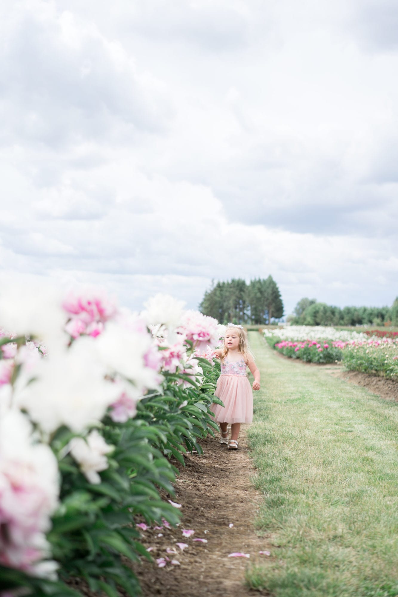 Visiting the Oregon Peony Flower Fields