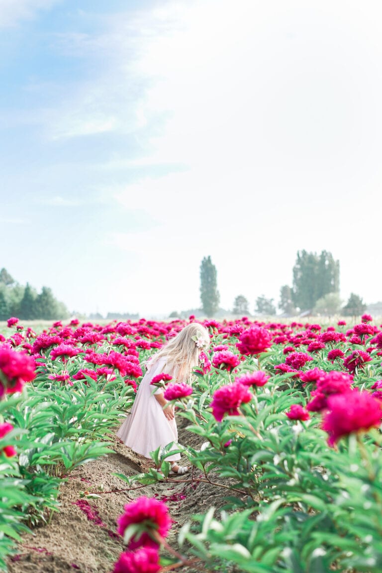 The Ultimate Round Up of Flower Fields Around Portland Oregon for 2023!